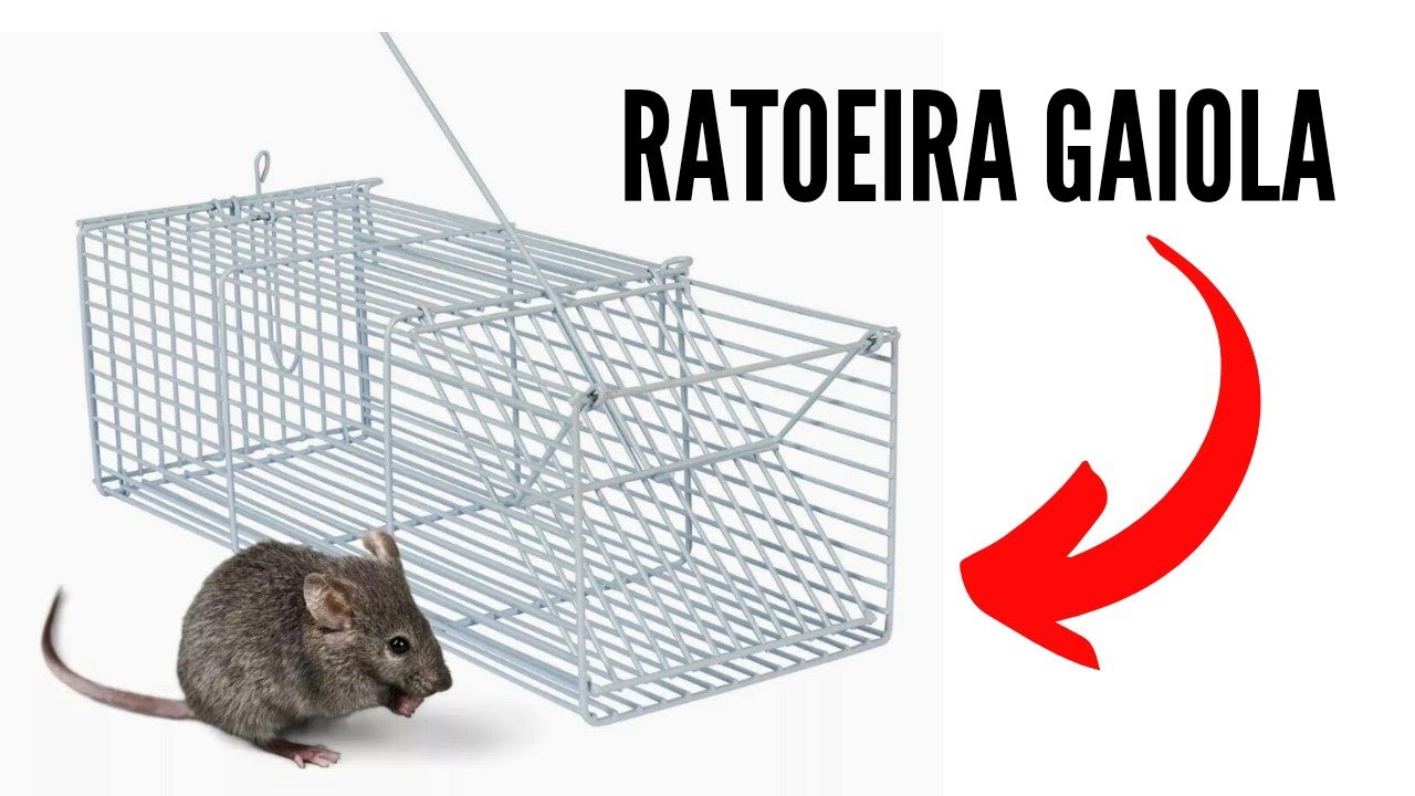 Ratoeira Gaiola: Como Armar Corretamente e Capturar Ratos Vivos - YouTube