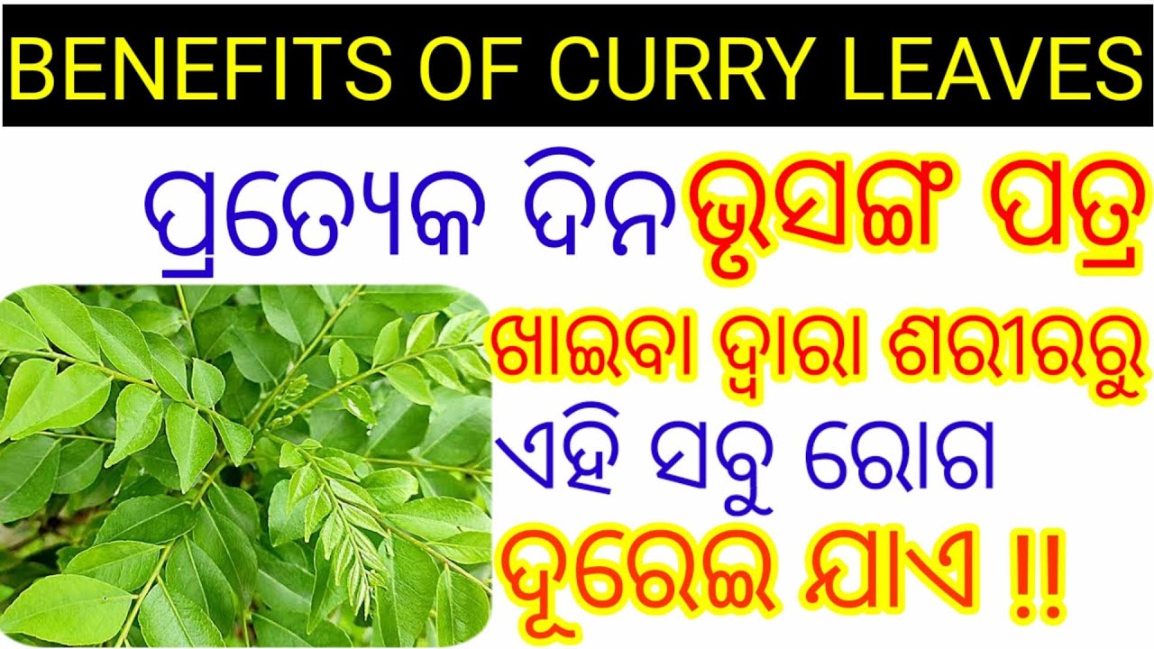 Curry Leaves Uses And Benefits In Odia Health And Beauty Benefits Of curry-leaves-uses-and-benefits-in-odia-health-and-beauty-benefits-of