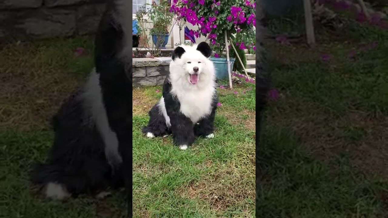 Cute Samoyed Dog Dressed As A Panda for Halloween || PETASTIC 🐾 - YouTube