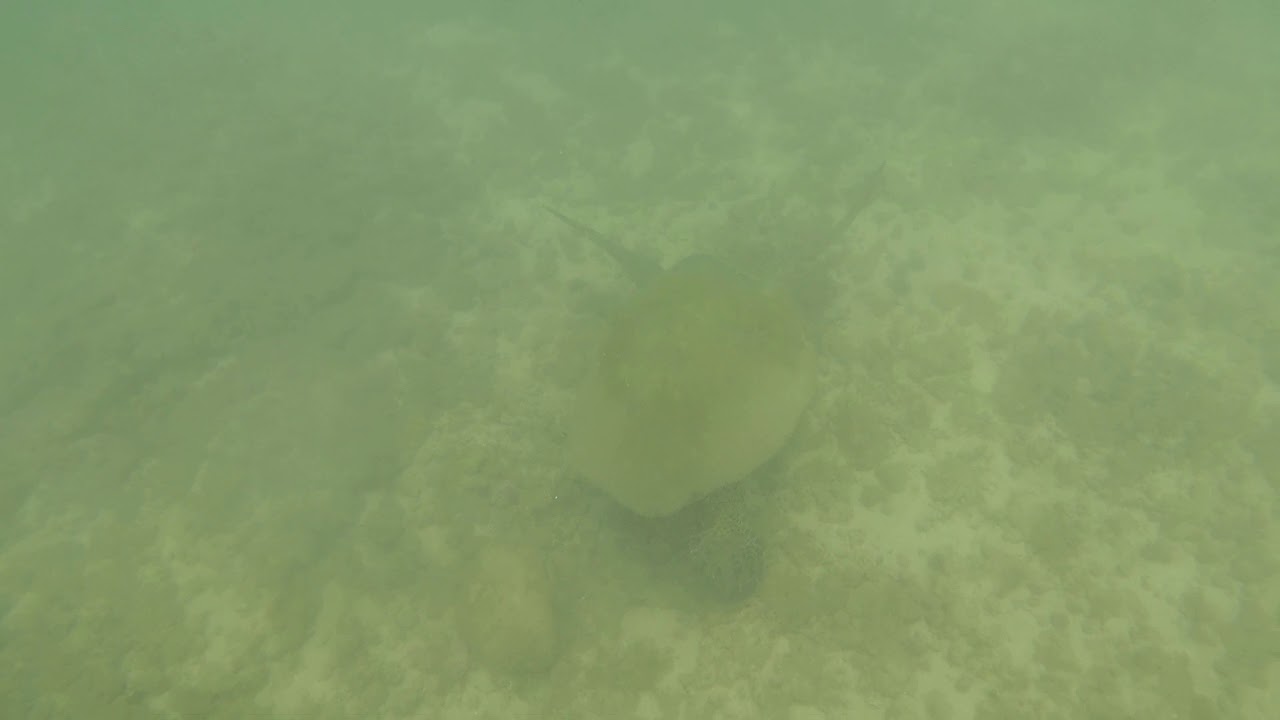 Swimming with the 3 Legged Sea Turtle - YouTube