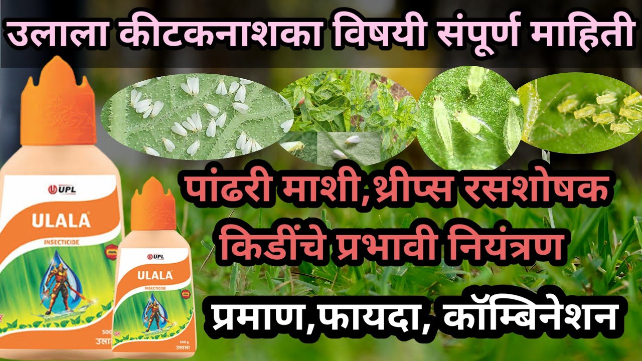 उलाला कीटकनाशक संपूर्ण माहिती|Ulala insecticide|UPL Ulala insecticide# ...