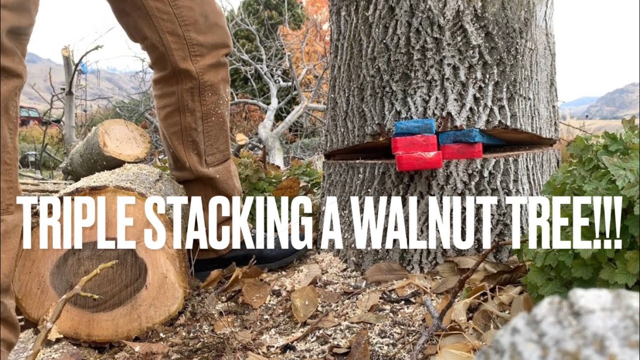 Firewood Tree! Wedging a Walnut Tree! Triple Stacking Wedges! 🪓 🌳 - YouTube