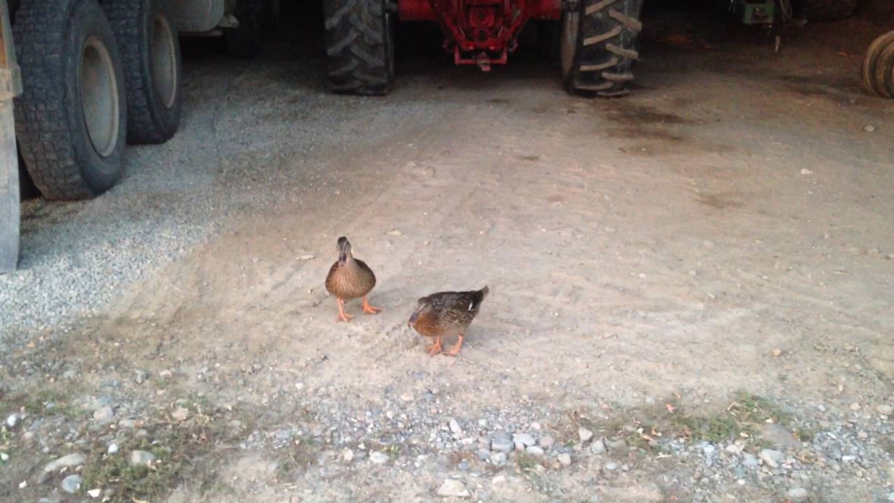 Female Mallard Duck calls - YouTube