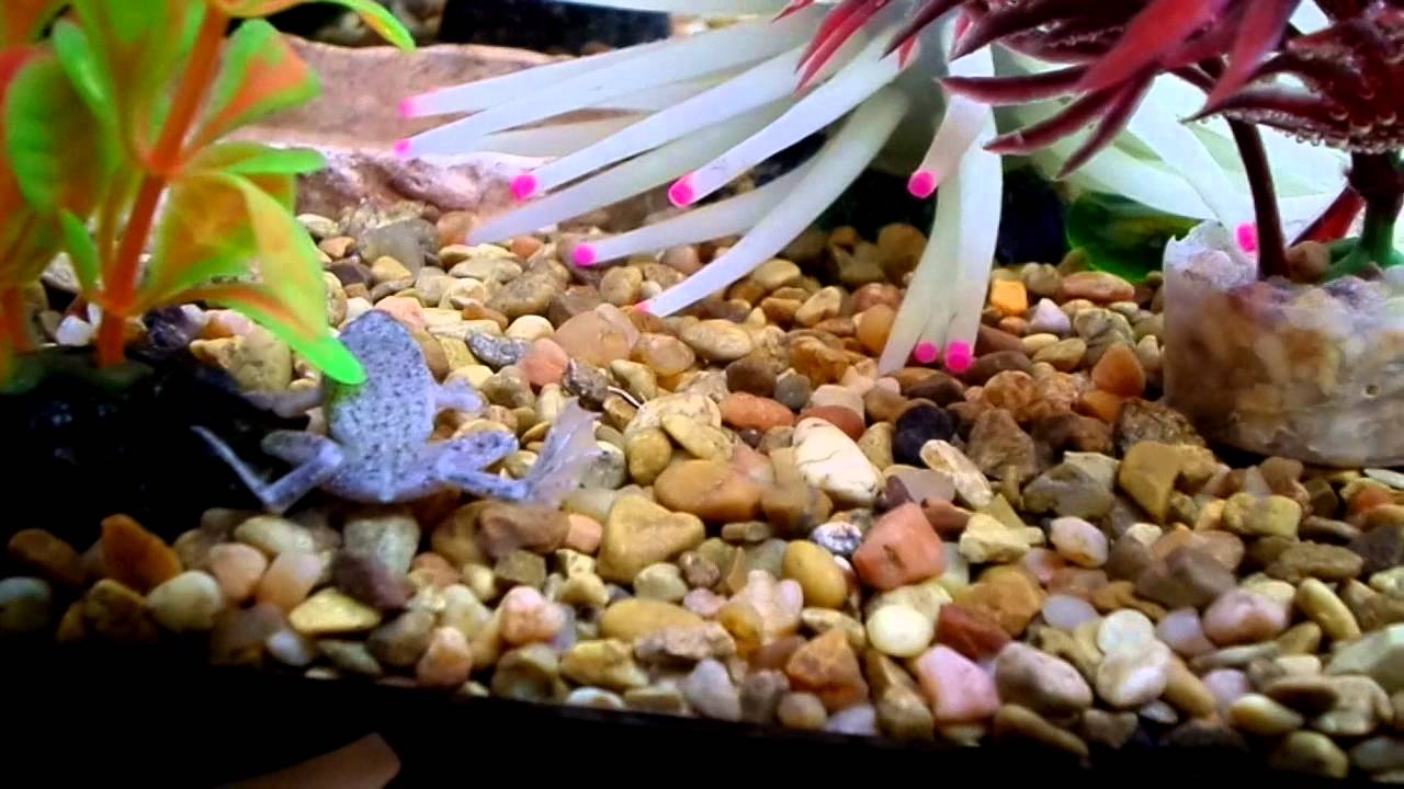 African Dwarf Frog Tank Update - YouTube