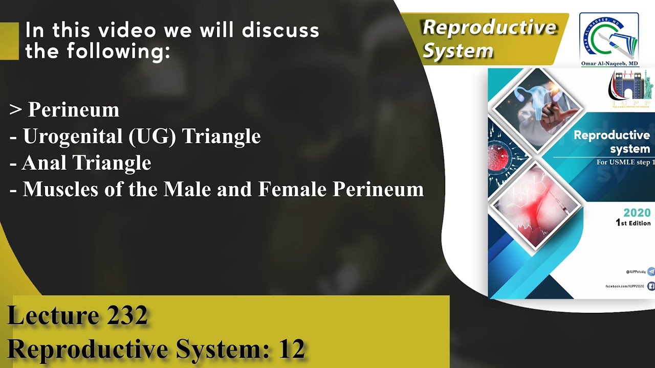 Perineum | Urogenital (UG) Triangle | Anal Triangle | Muscles of the ...
