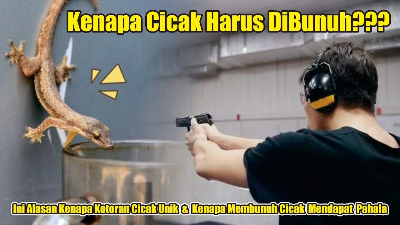 kenapa kotoran cicak berwarna hitam dan putih ??? #cicak # ...