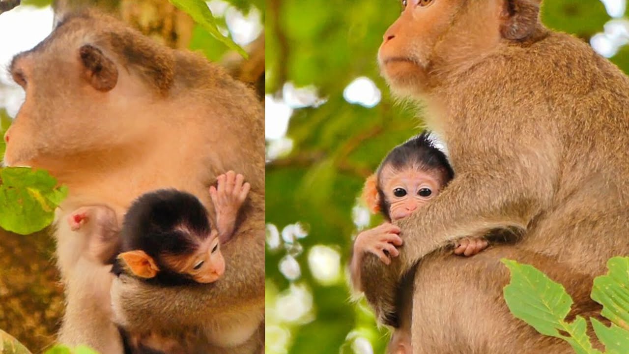 The adorable baby monkey loves to play, but be careful as it gets very ...