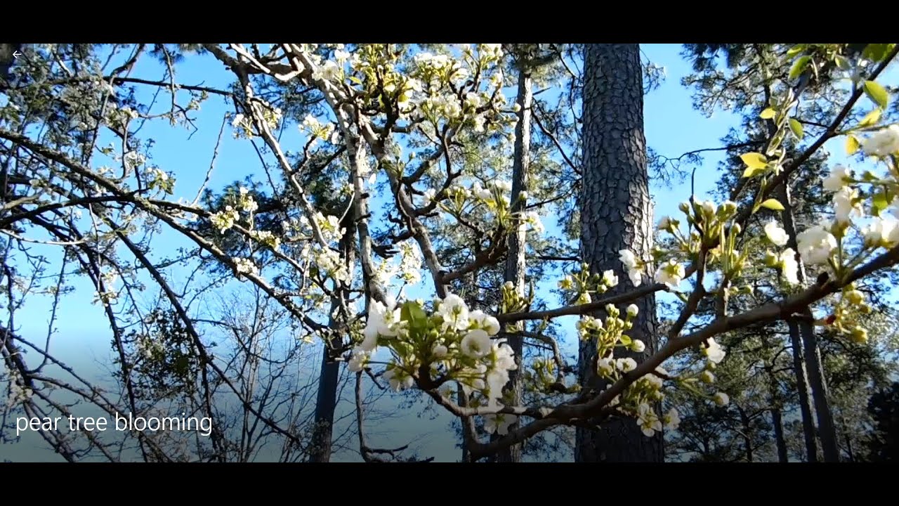 Spring is almost here! Pear tree blooming in Myrtle Beach! - YouTube