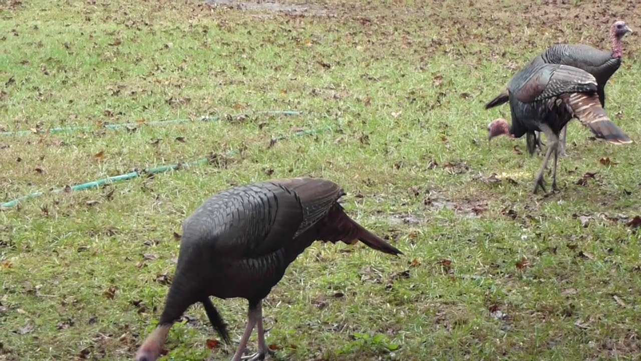 Turkeys in the yard - YouTube