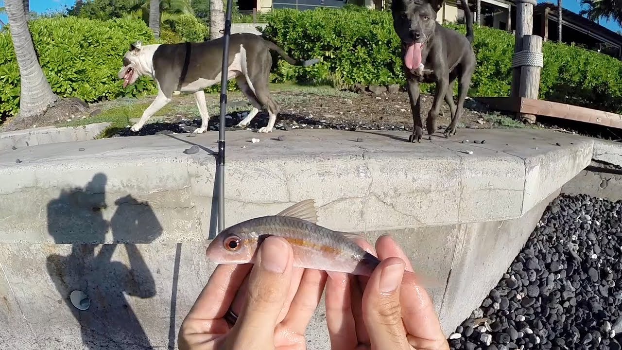 Overnight Ulua Fishing Trip - Learning The Ways - Micro Fishing for ...