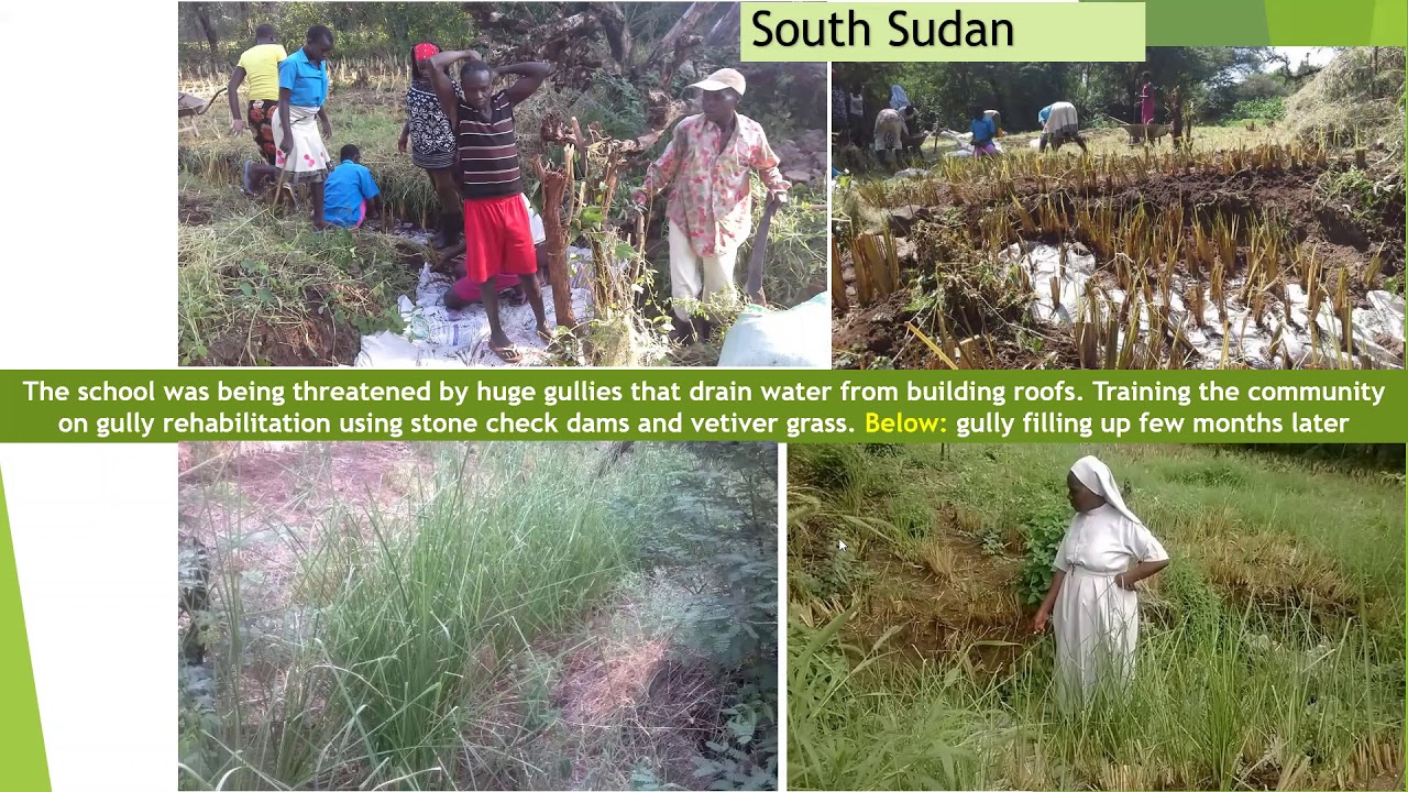 THE VETIVER SYSTEM - Vetiver Grass Technology - A Green Initiative in ...