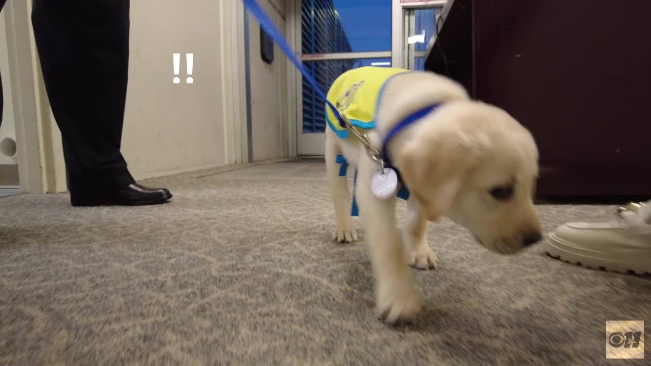 Day in the life of Canine Companion, Lonestar - YouTube
