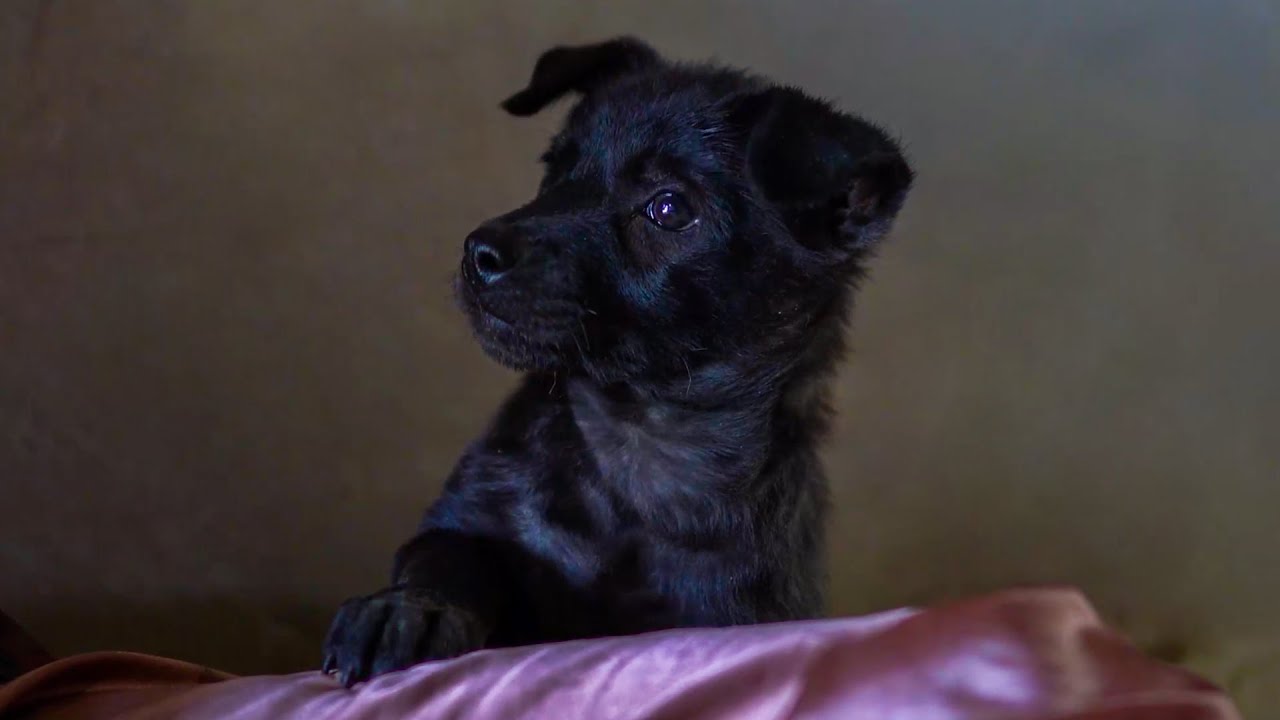 How To Train A Puppies Easy Things To Teach Your Puppy Chhorm How To Train A Puppies Easy Things To Teach Your Puppy Chhorm