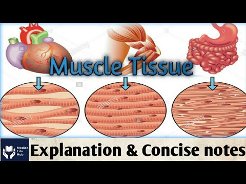 Types of "Muscle Tissue" |Animation| ~General Anatomy~ - YouTube