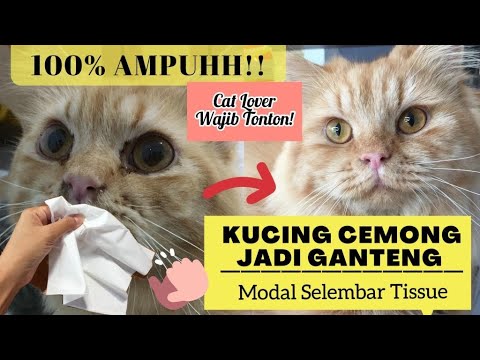 [TIPS] KUCING CEMONG JADI GANTENG, MODAL SELEMBAR TISSUE #tipskucing # ...