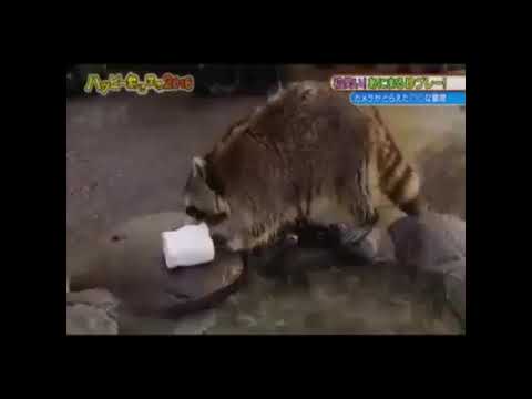 Me paso como el mapache con el algodon de azúcar - YouTube