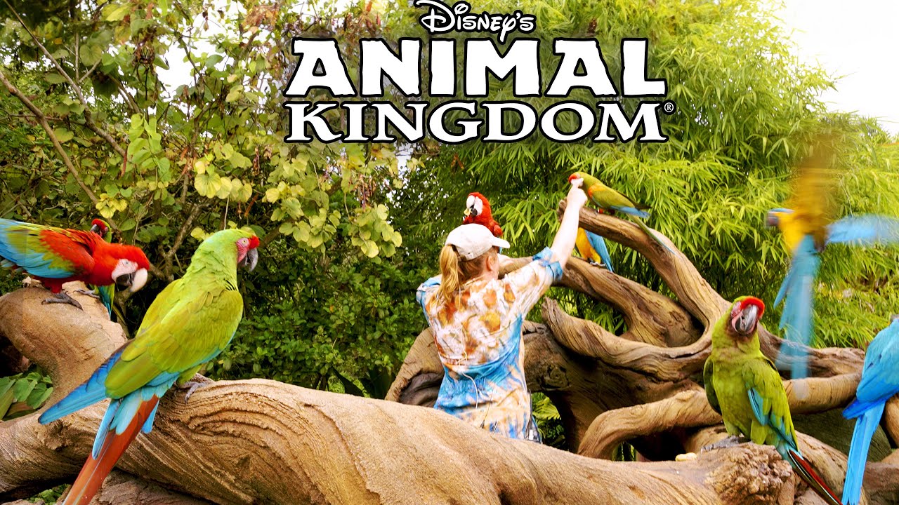 Winged Encounters Show at Disney's Animal Kingdom | 4K - YouTube