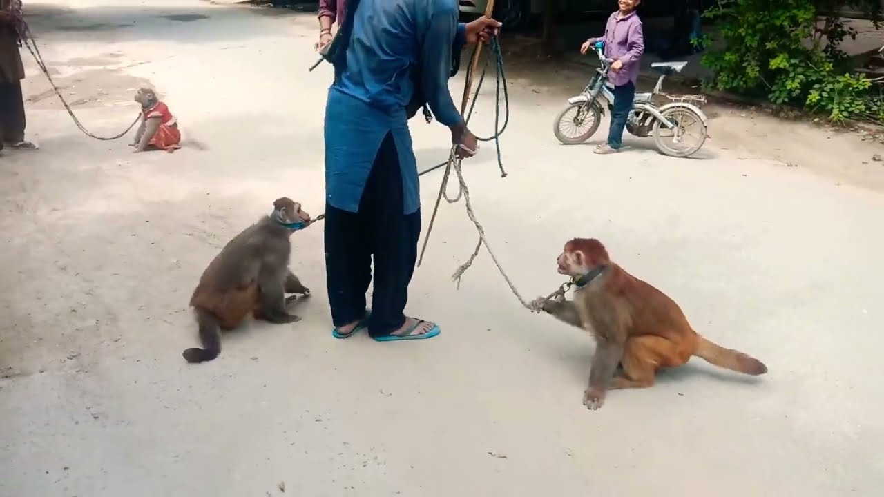 | August 20, 2022 | Monkey | Monkey show | Monkey fight | Monkey's ...