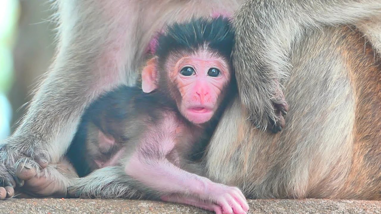 son monkey clever - YouTube