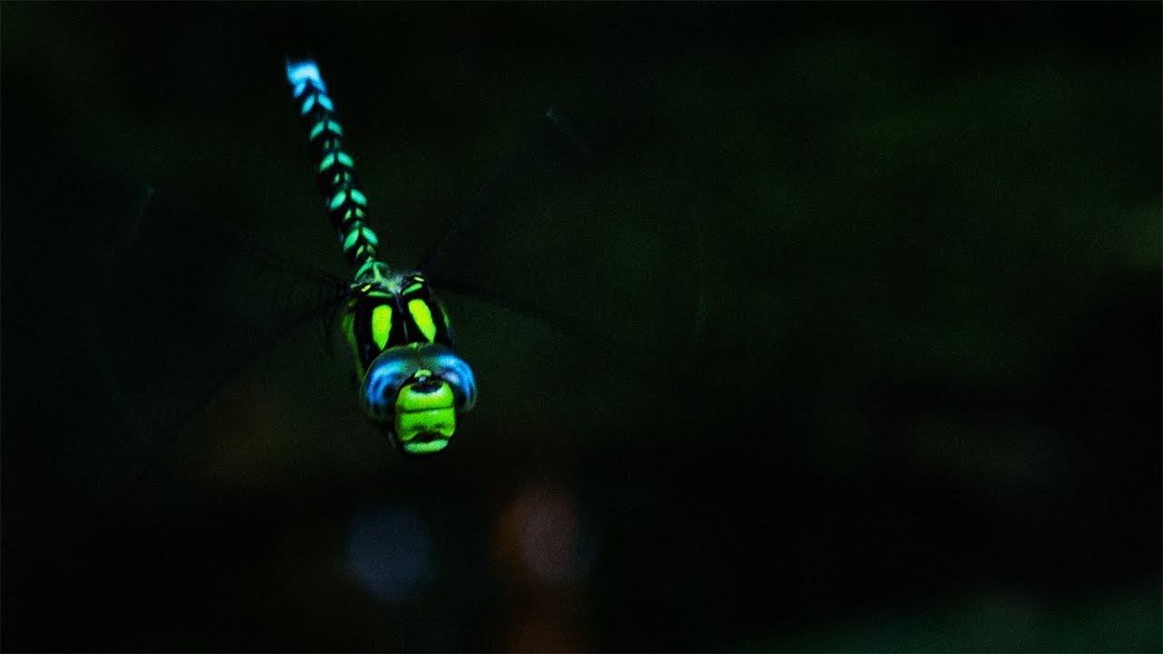 FILMMAKING BASICS #1: How To Frame CINEMATICALLY - head room, lead room ...