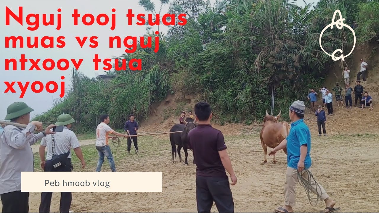 nguj sib nraus ngab laj teb, Nguj txawj mas yog 2 tus no/ peb hmoob ...