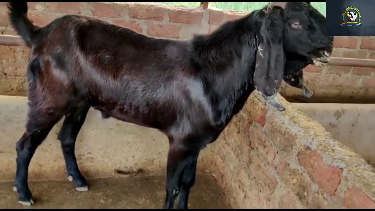 Sachin Javalkar Beetal Goat Farm @ Pune - YouTube