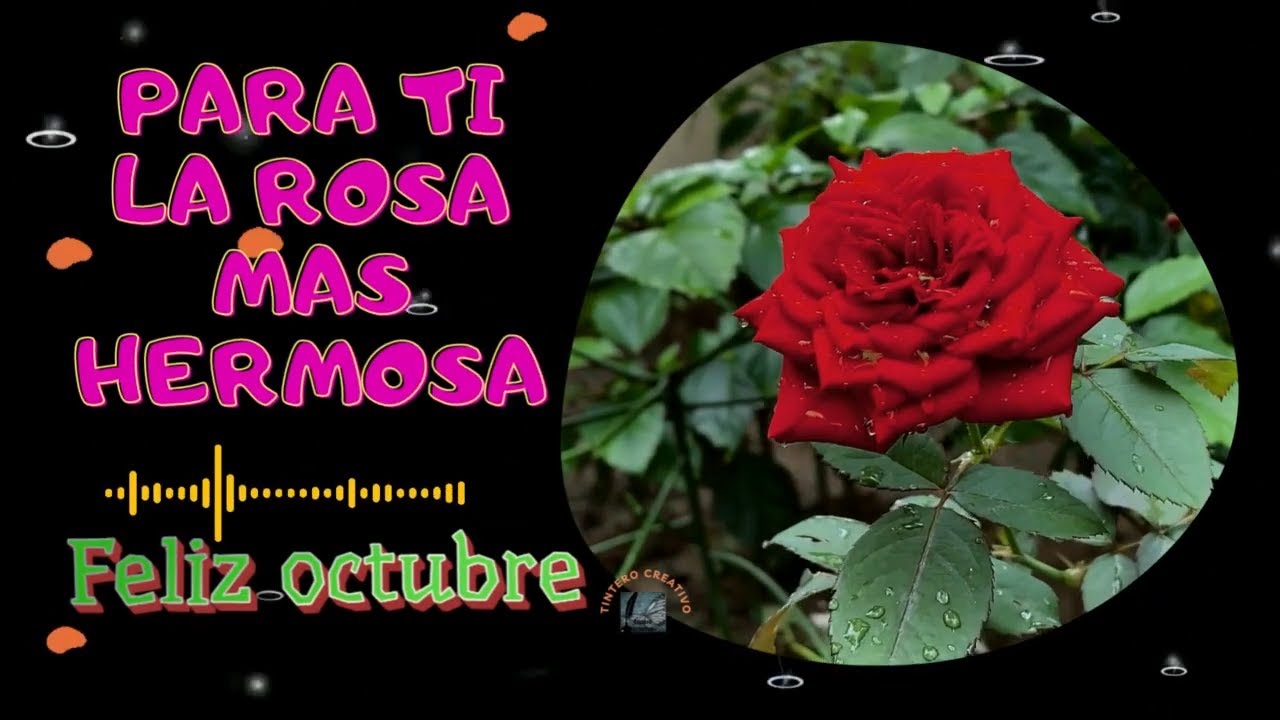 Te regalo la primera rosa del mes de octubre Feliz octubre para ti ...