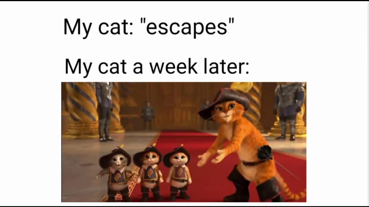 Memes that help me find my cat - YouTube