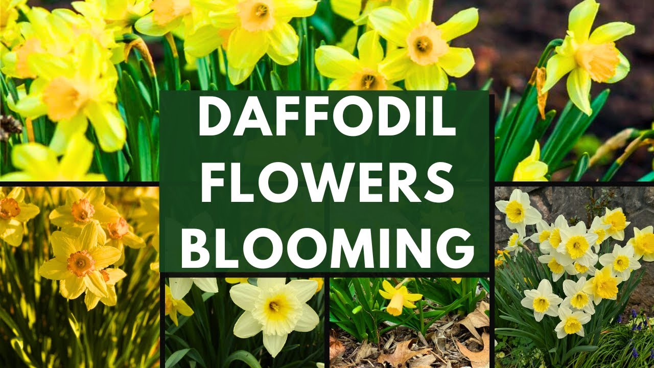 Witness the Mesmerizing Beauty of Daffodil Flowers Blooming - YouTube