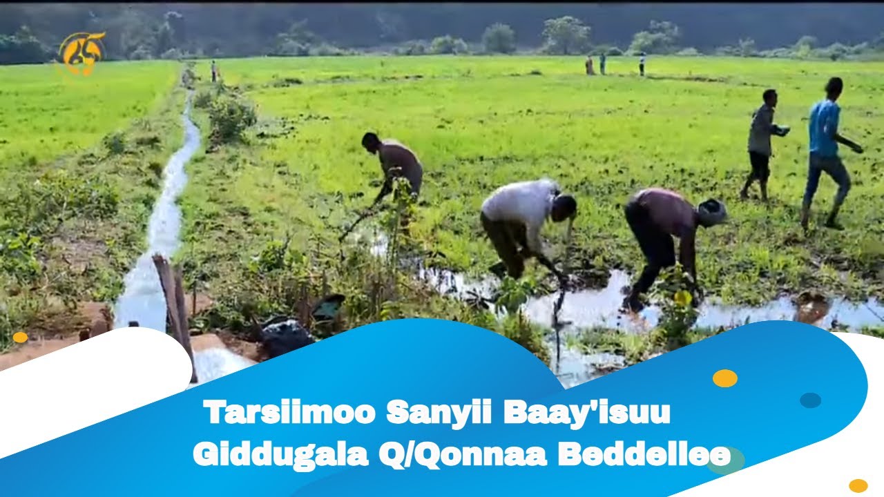 Tarsiimoo Sanyii Baay'isuu Giddugala Q/Qonnaa Beddellee - YouTube