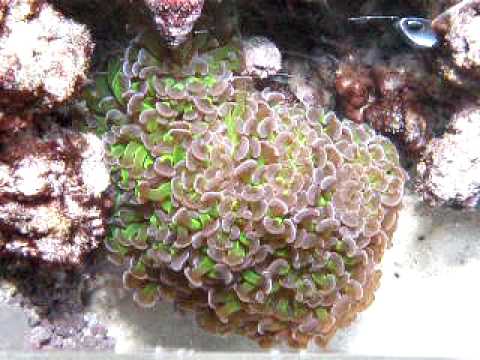 Illustration of Tunze Wavebox motion in 300 gallon 8 foot aquarium