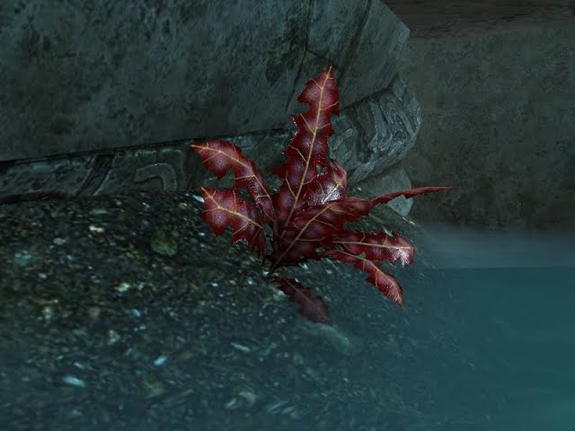 Nirnroot A Tamriel Herbal Art Print Selected Plants Inspired By