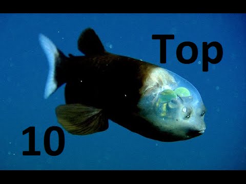 Top 10 Weirdest Fish - YouTube