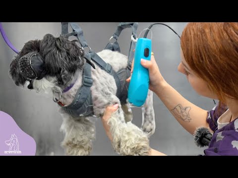 Dog BITES Groomer | Gets Hung In The Harness Of Humiliation