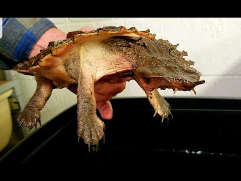 EXOTIC MATA MATA TURTLE RESCUE AND FEEDING! - YouTube