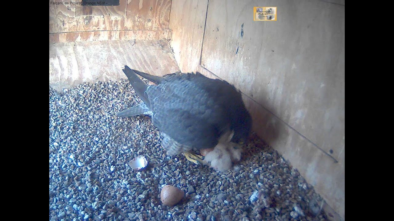 First sighting of the first 2 peregrine eyases together - YouTube