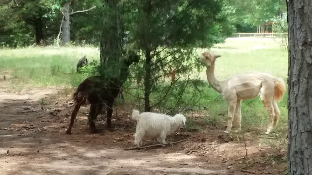 Alpacas scratching an itch in a cedar tree. With their Angora buddy ...