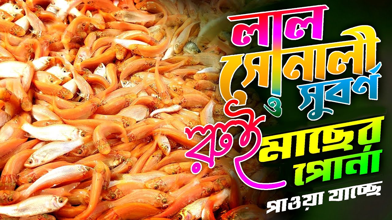 সোনালী, লাল ও সুবর্ণ রুই মাছের পোনা পাওয়া যাচ্ছে। Golden Rui fish seed ...