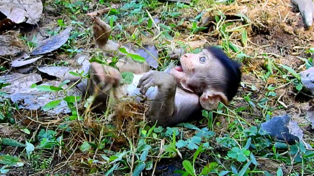 Oops! What's Wrong Baby Fail Like this! What's Going On Baby Monkey ...