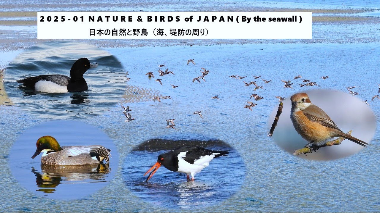 2025 - 01 Nature & Birds of Japan (By the seawall) - YouTube