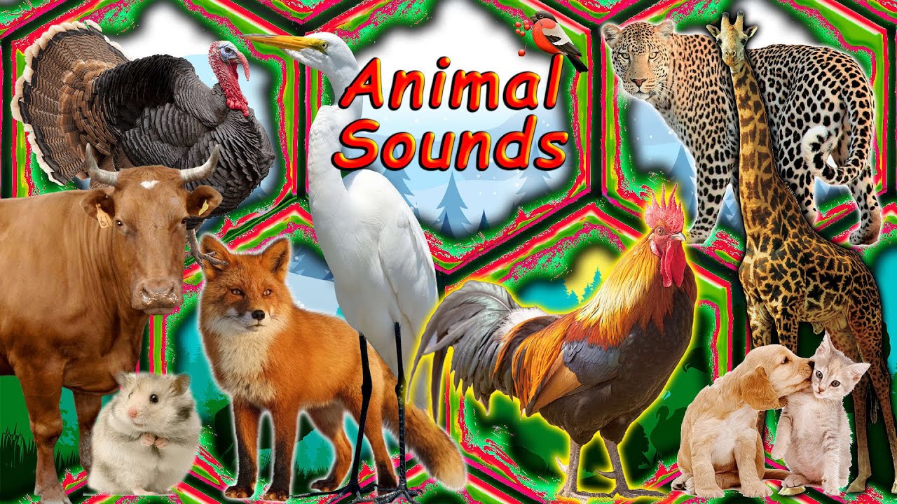Animal Sounds • The Great Compendium - YouTube