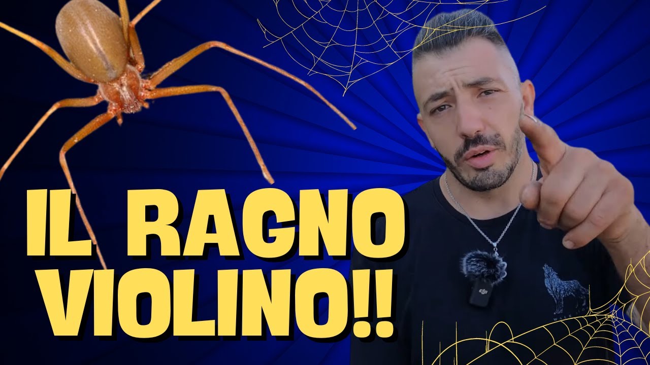 Il RAGNO VIOLINO è così PERICOLOSO? - YouTube