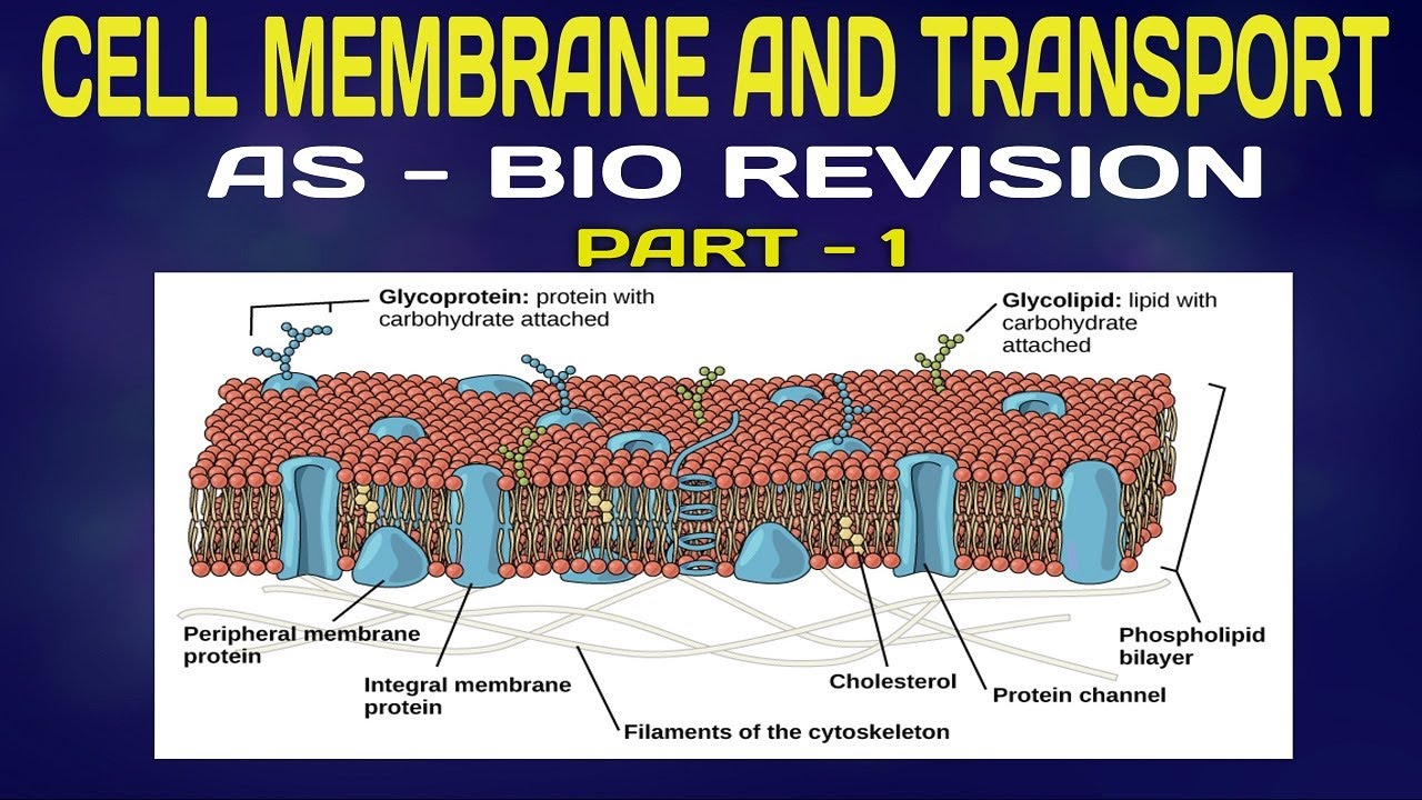 Cell Membrane and Transport I Part 1 I AS Biology - YouTube