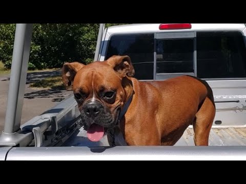 Boxer Gizmo dangerous ride in pickup truck bed - YouTube