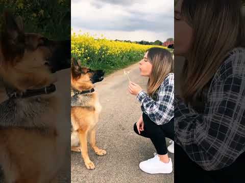 Cute girl and cute dog. #germanshepherd #germanshepheard #funnyanimal