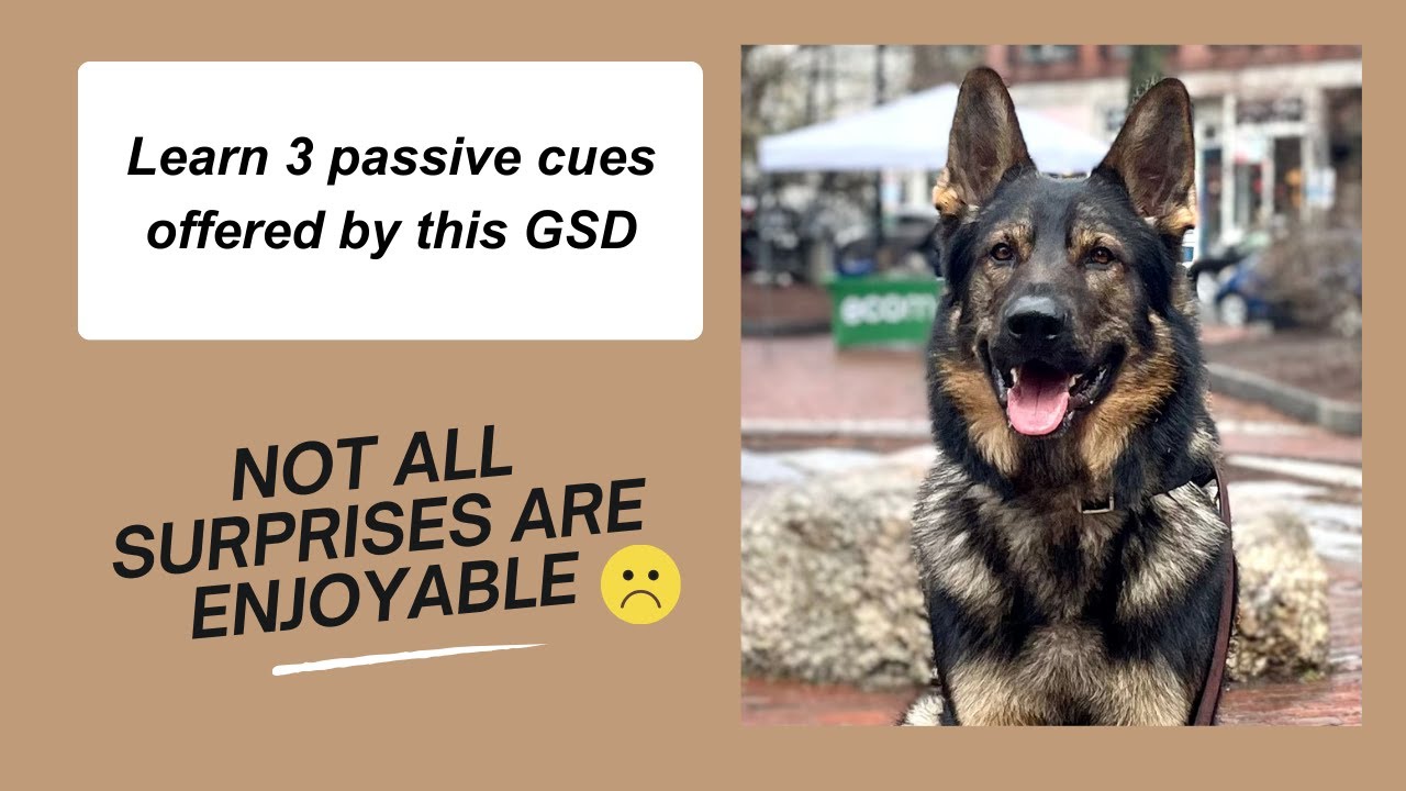 How to Support the Tolerant Dog - YouTube
