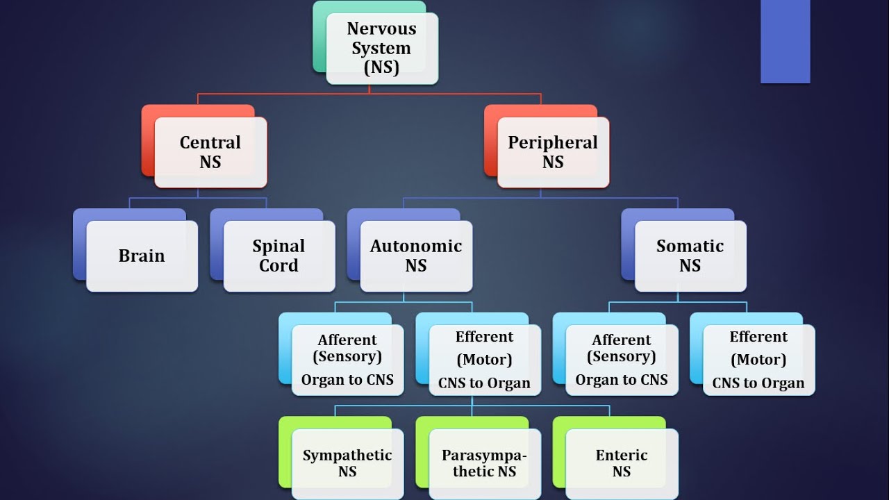 Classification of Nervous System - YouTube