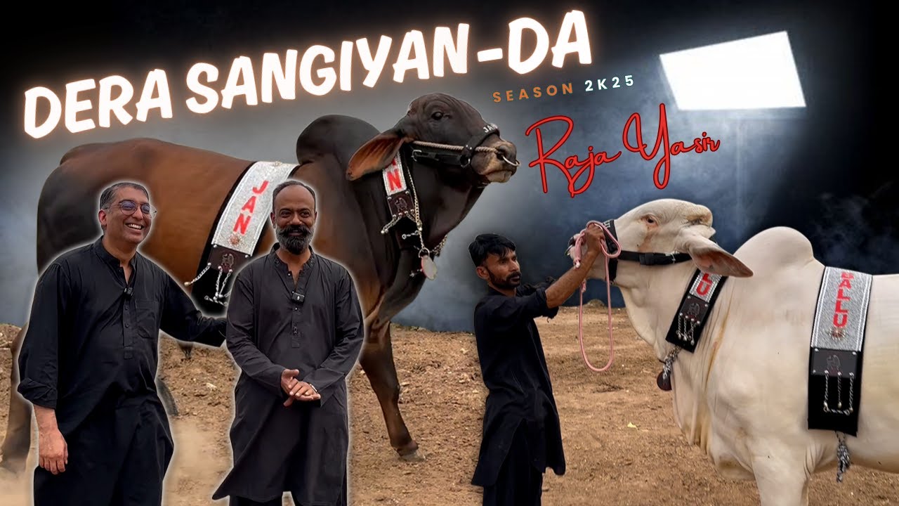 Dera Sangiyan Da - Jan Brahman & Ballu Slugger Bulls - Cow Mandi 2025 # ...
