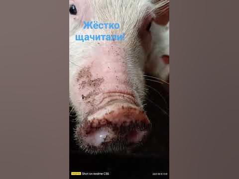 Сало - YouTube