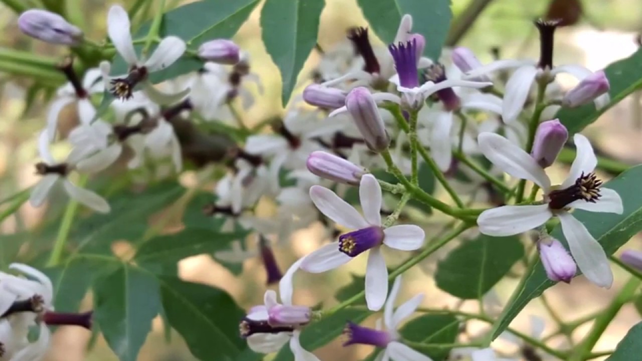 Satya Jyoti Farm - YouTube